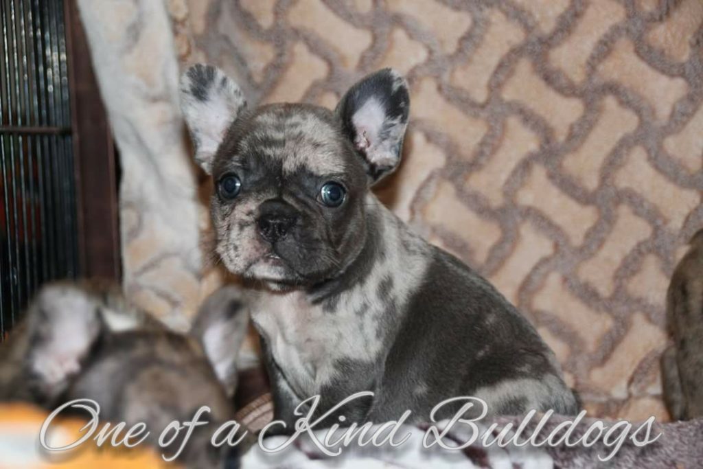 Famous & Darla | One Of A Kind Bulldogs