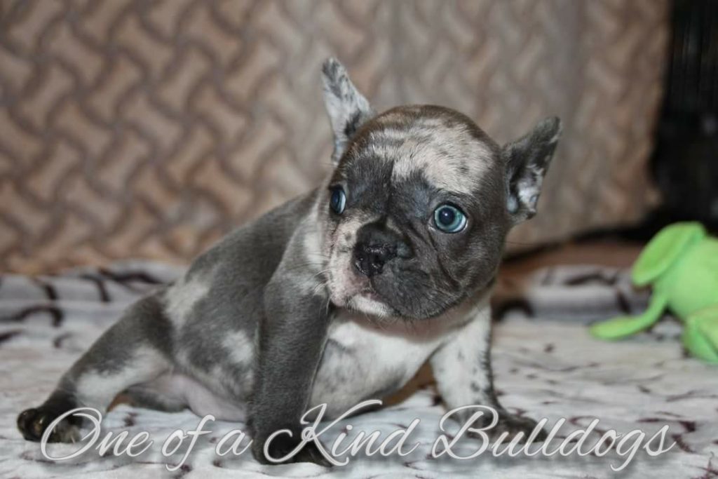 Famous & Darla | One Of A Kind Bulldogs