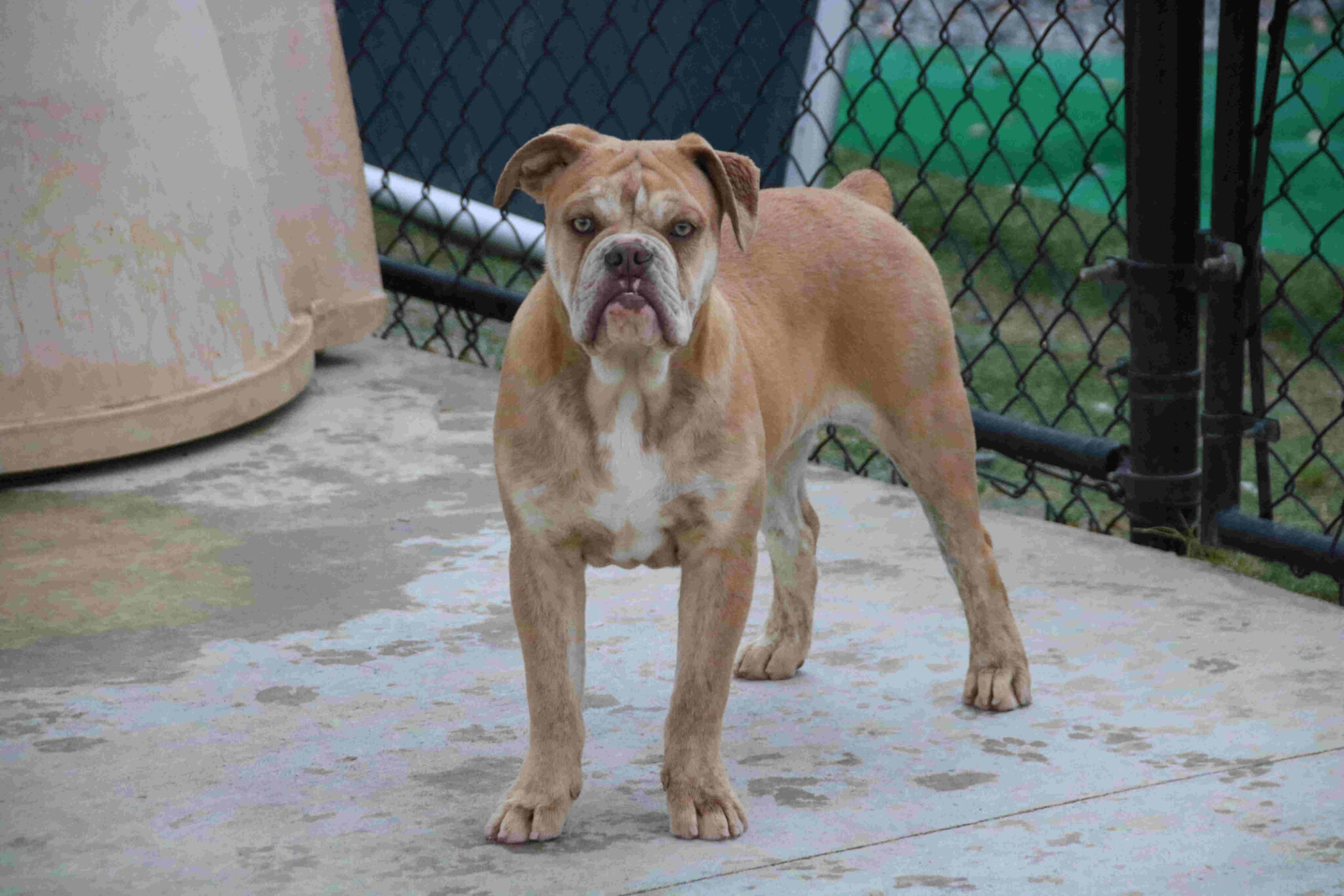 Older Puppies | One Of A Kind Bulldogs