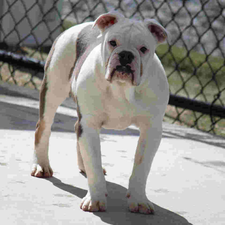 Older Puppies - One Of A Kind Bulldogs