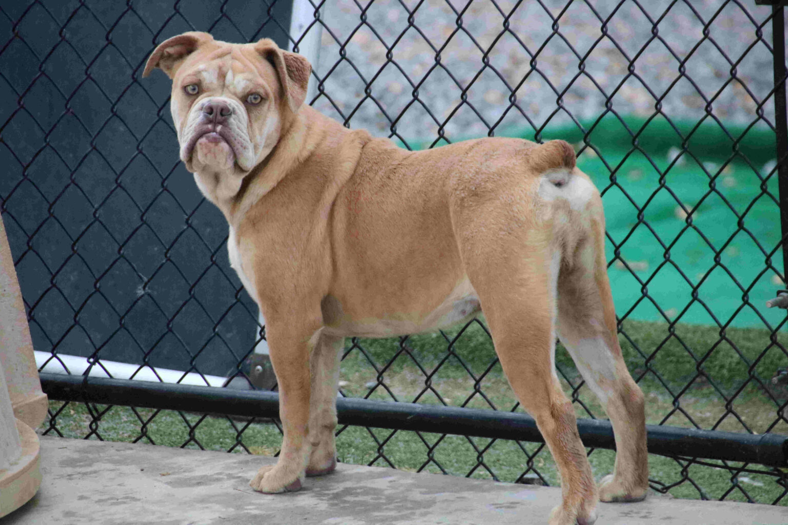 Older Puppies | One Of A Kind Bulldogs