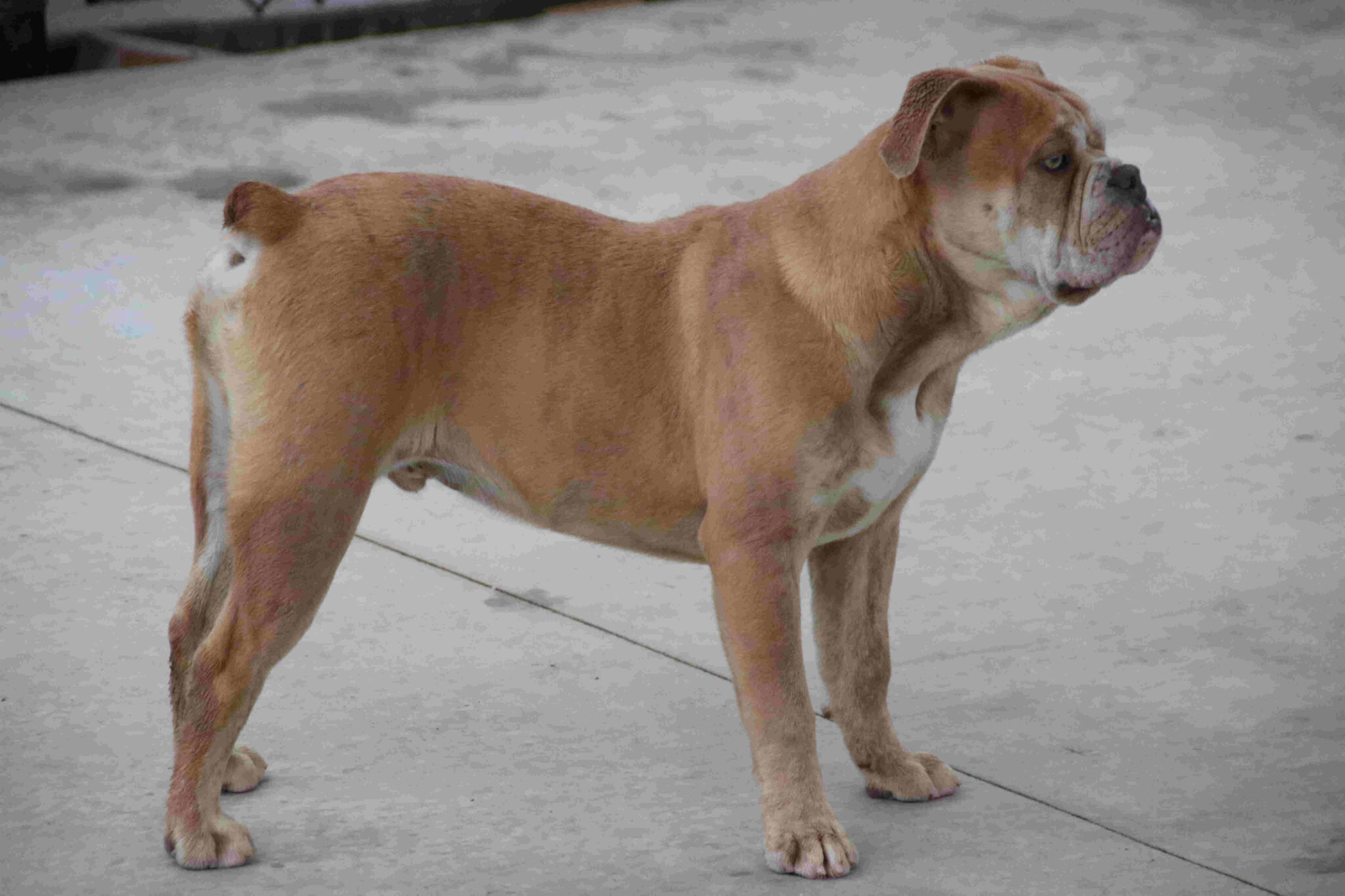 Older Puppies | One Of A Kind Bulldogs