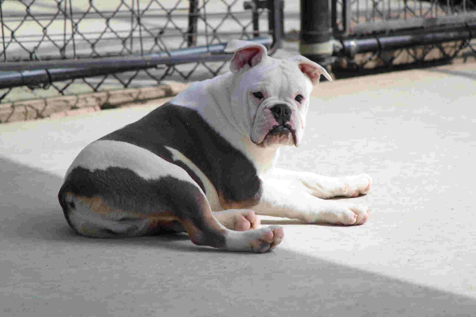 Older Puppies - One Of A Kind Bulldogs