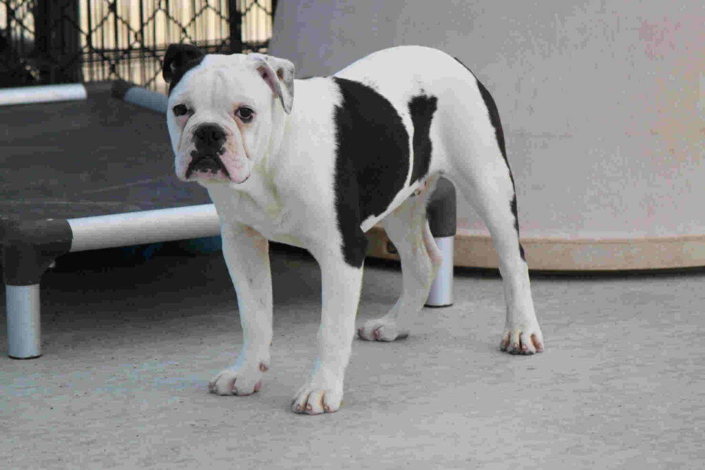 Older Puppies - One Of A Kind Bulldogs