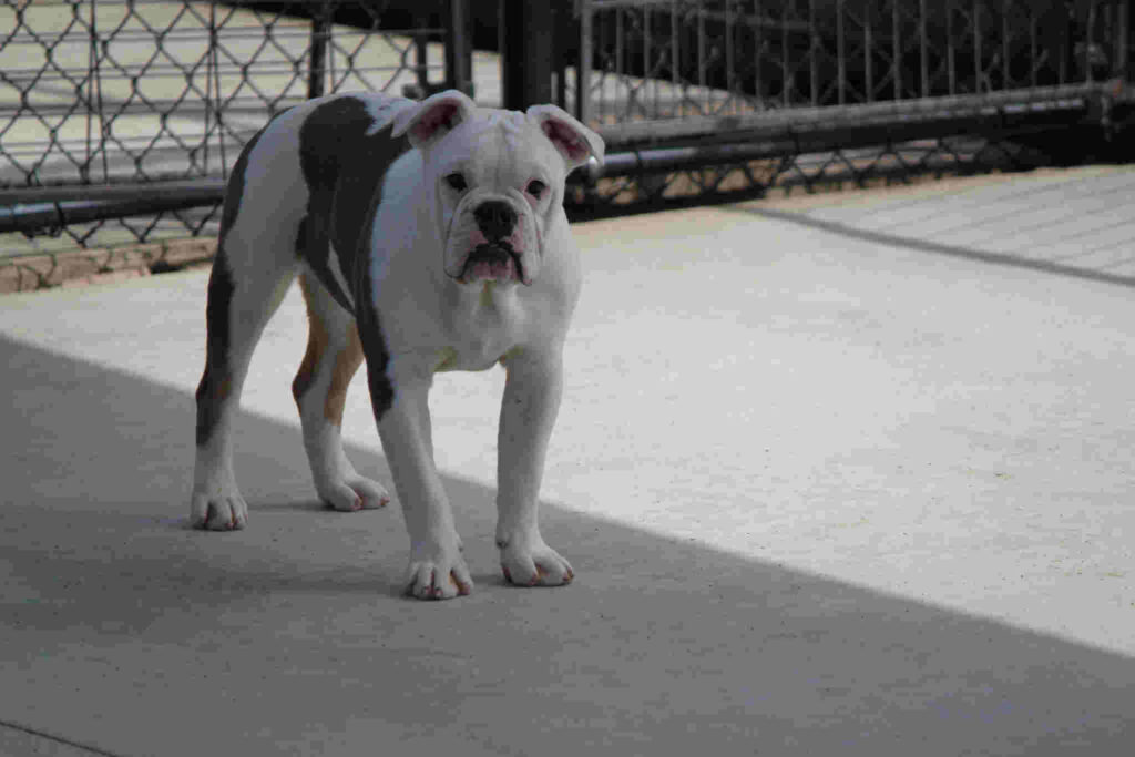 Older Puppies - One Of A Kind Bulldogs