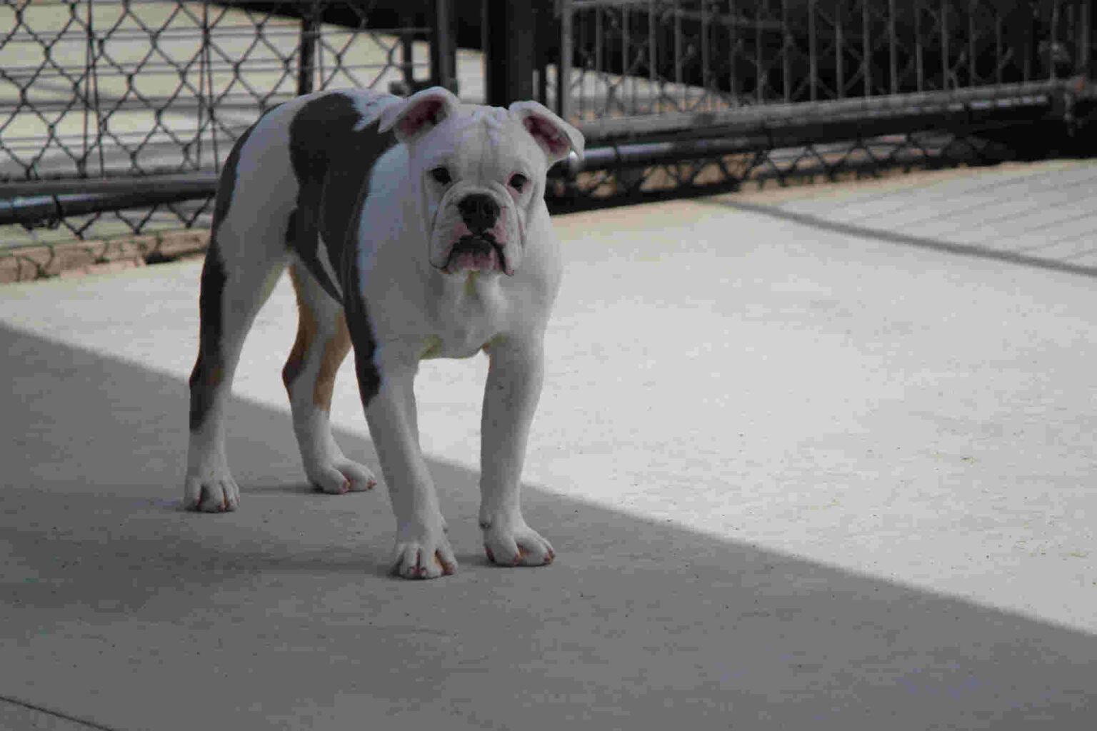 Older Puppies | One Of A Kind Bulldogs