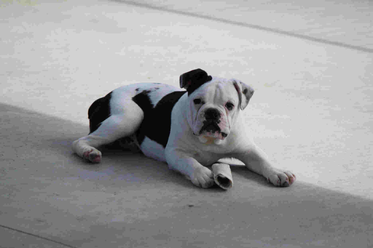 Older Puppies - One Of A Kind Bulldogs