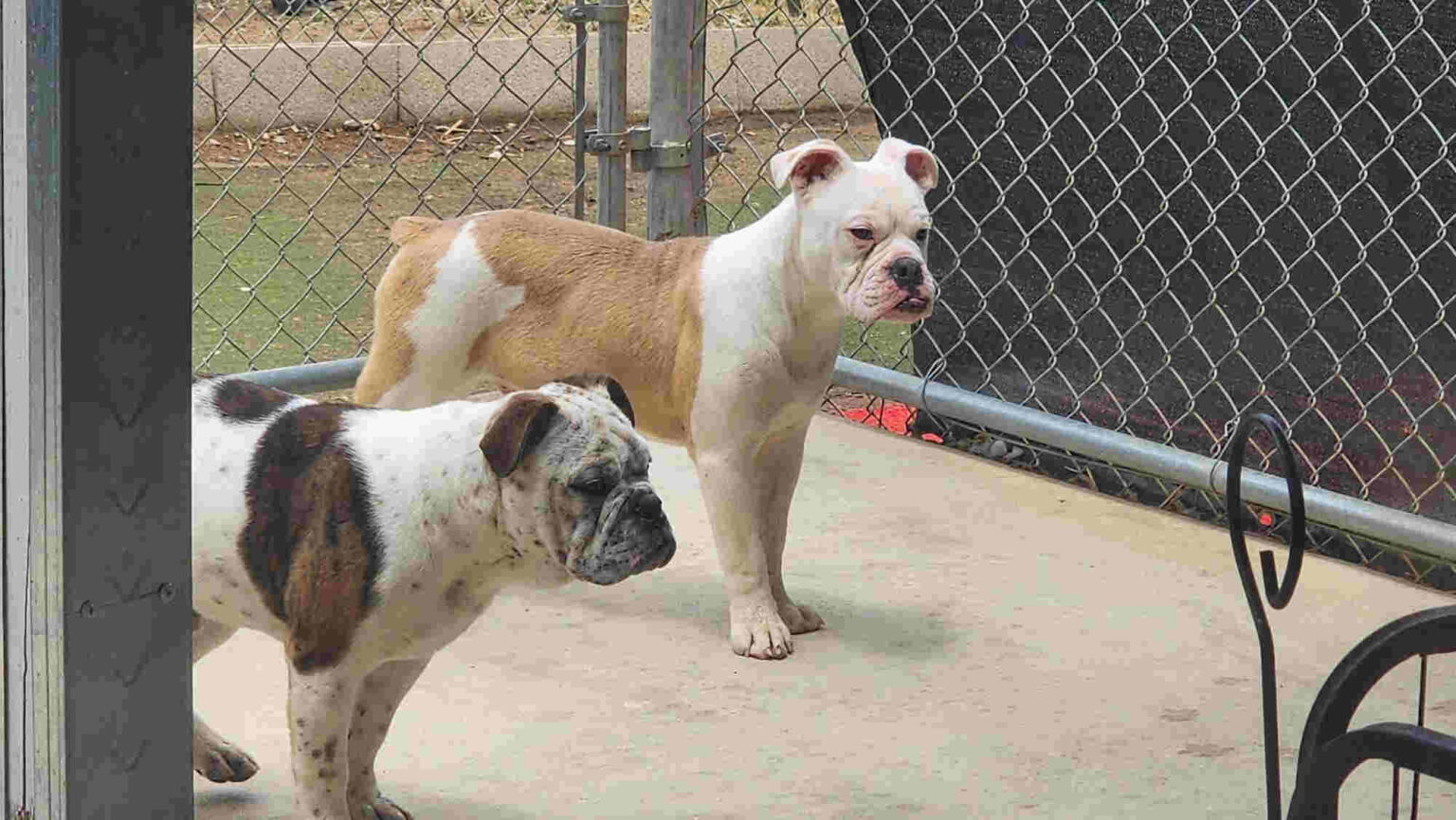 Older Puppies - One Of A Kind Bulldogs