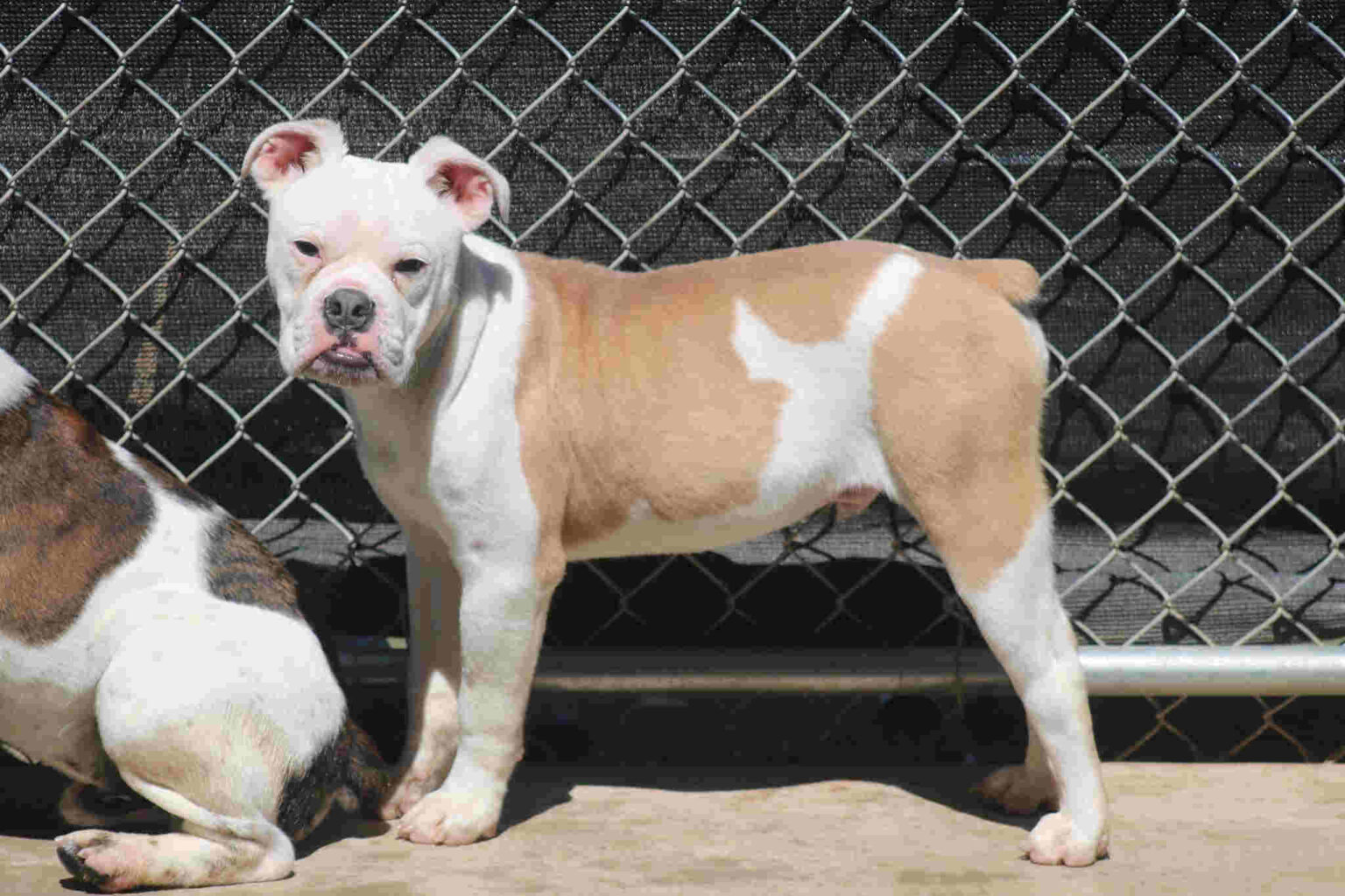 Older Puppies | One Of A Kind Bulldogs